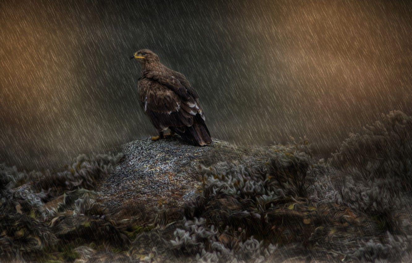 Rain Bird Wallpapers - Top Free Rain Bird Backgrounds - WallpaperAccess