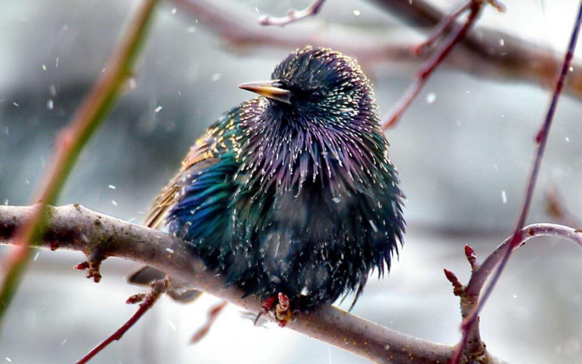 Rain Bird Wallpapers - Top Free Rain Bird Backgrounds - WallpaperAccess