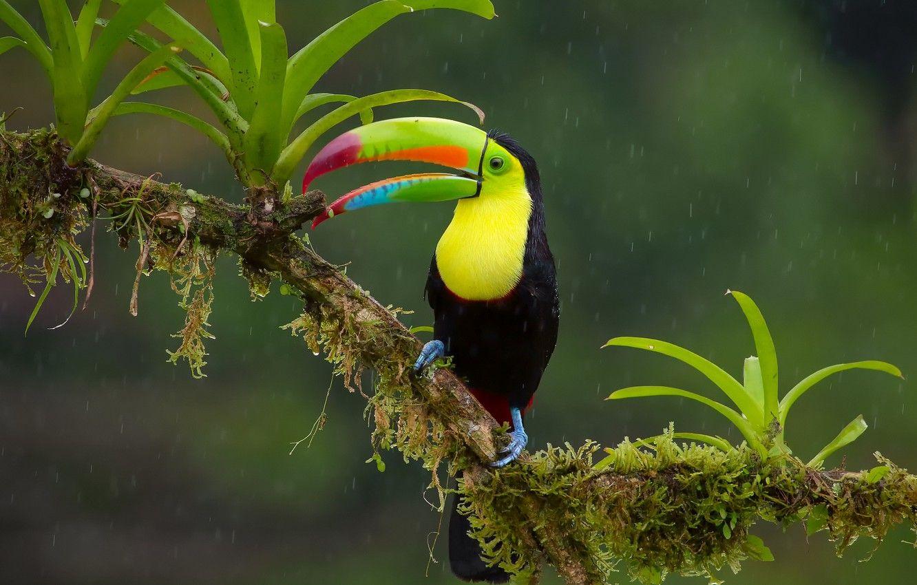 Rain Bird Wallpapers - Top Free Rain Bird Backgrounds - WallpaperAccess