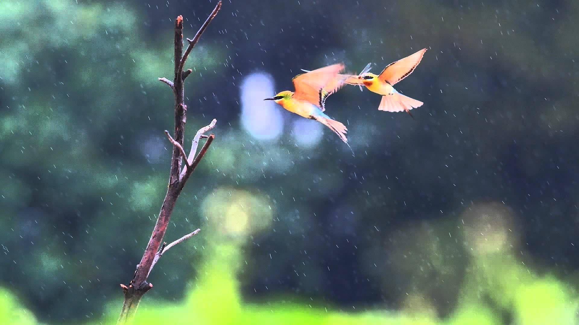 Rain Bird Wallpapers - Top Free Rain Bird Backgrounds - WallpaperAccess