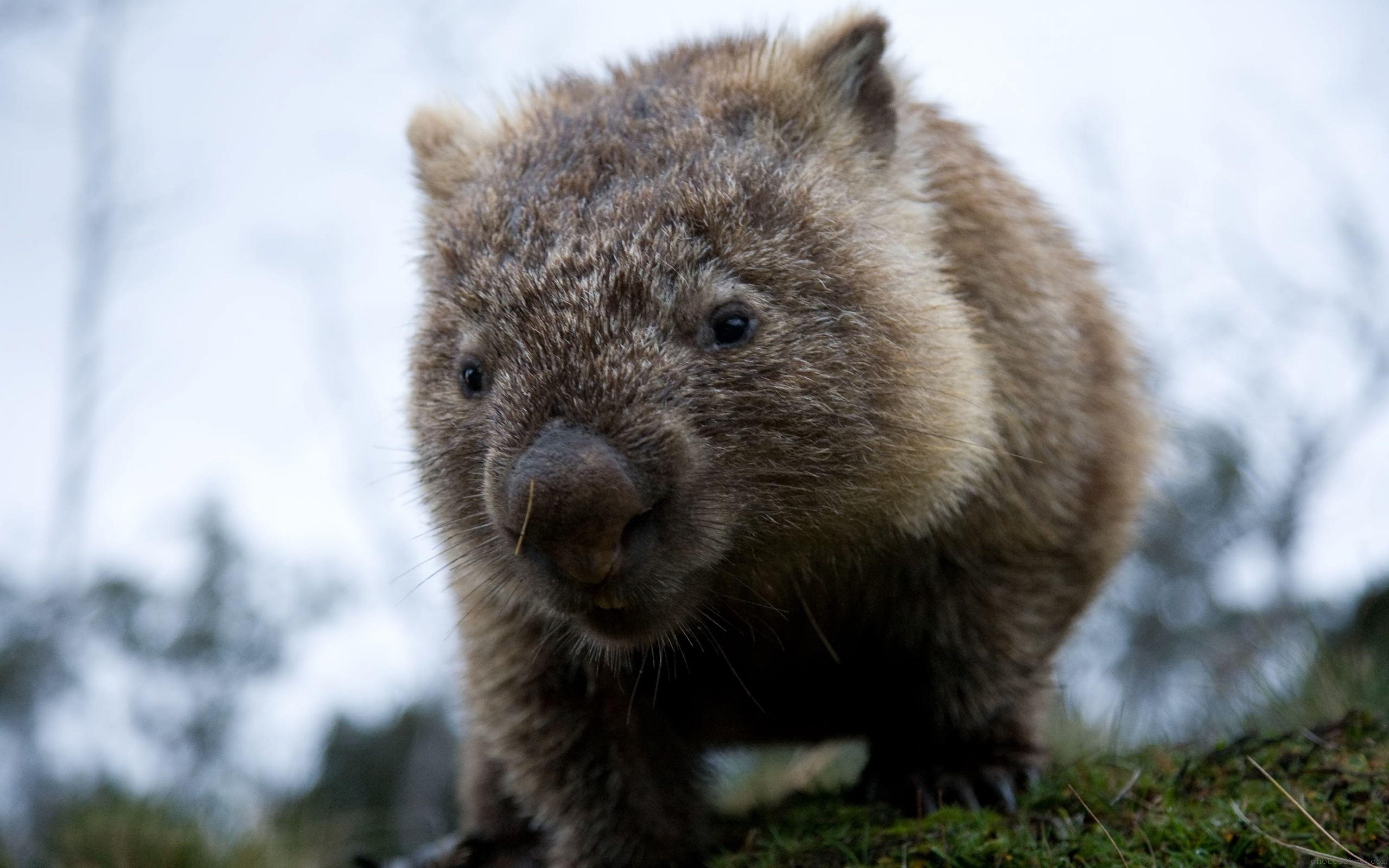 Wombat Wallpapers - Top Free Wombat Backgrounds - WallpaperAccess