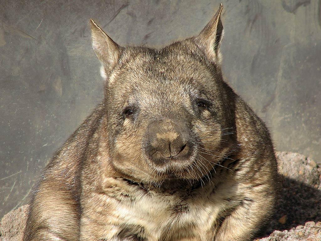 Wombat Wallpapers - Top Free Wombat Backgrounds - WallpaperAccess