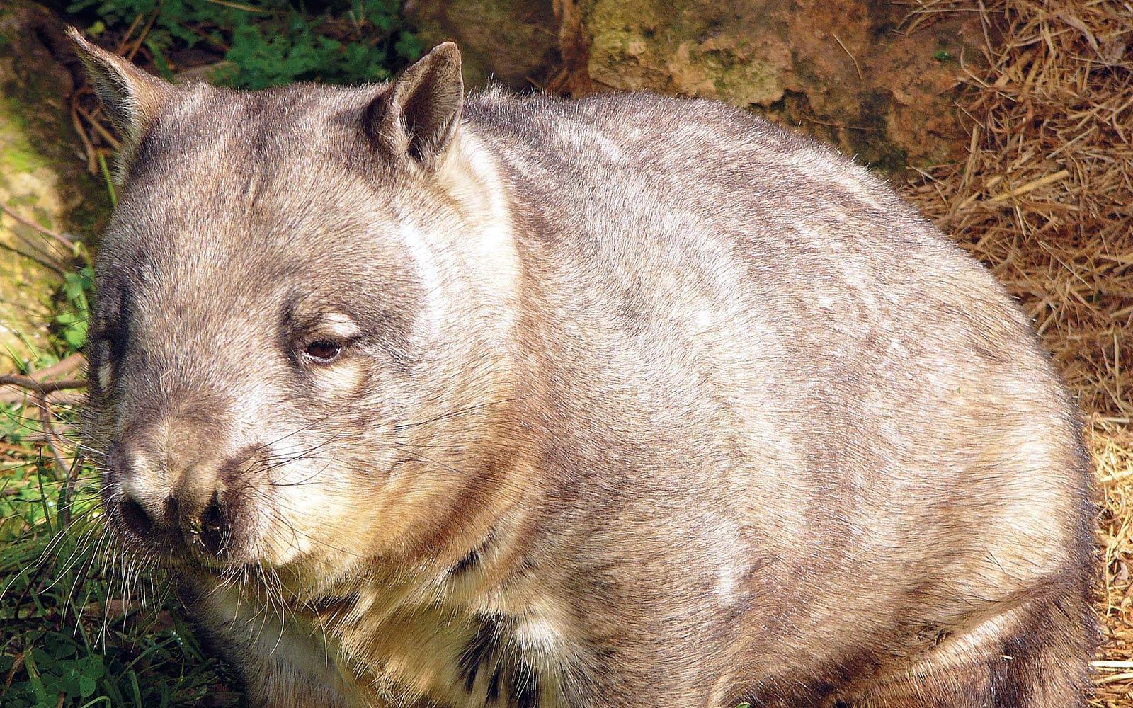 Wombat Wallpapers - Top Free Wombat Backgrounds - WallpaperAccess