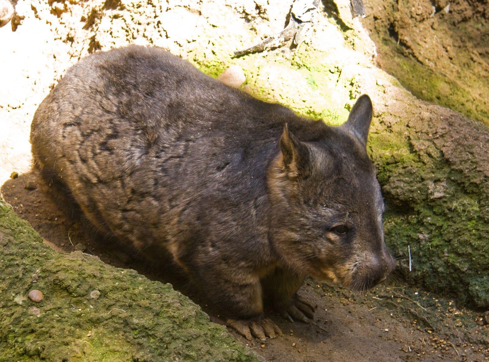 Wombat Wallpapers - Top Free Wombat Backgrounds - WallpaperAccess