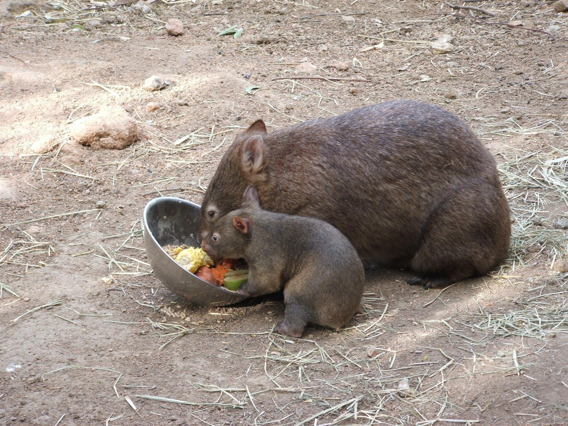 Wombat Wallpapers - Top Free Wombat Backgrounds - WallpaperAccess