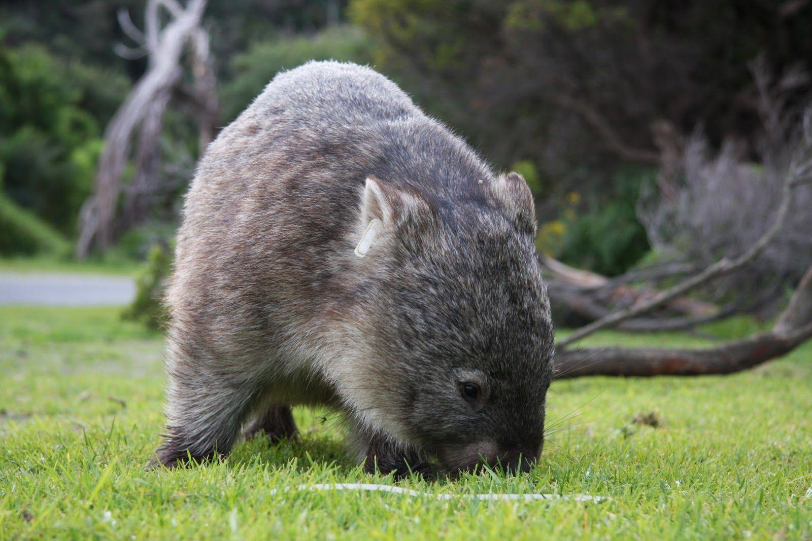 Wombat Wallpapers - Top Free Wombat Backgrounds - WallpaperAccess