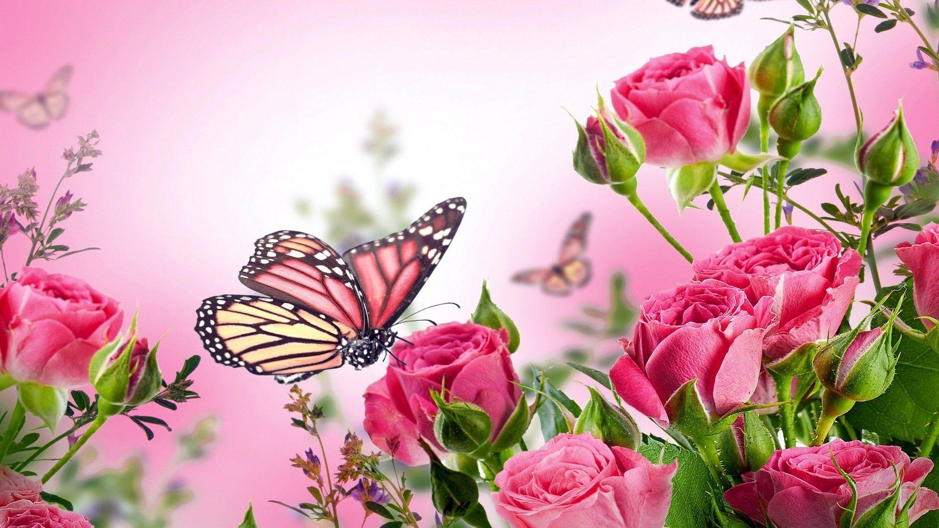 Pink Butterfly Desktop Wallpapers - Top Free Pink Butterfly Desktop ...