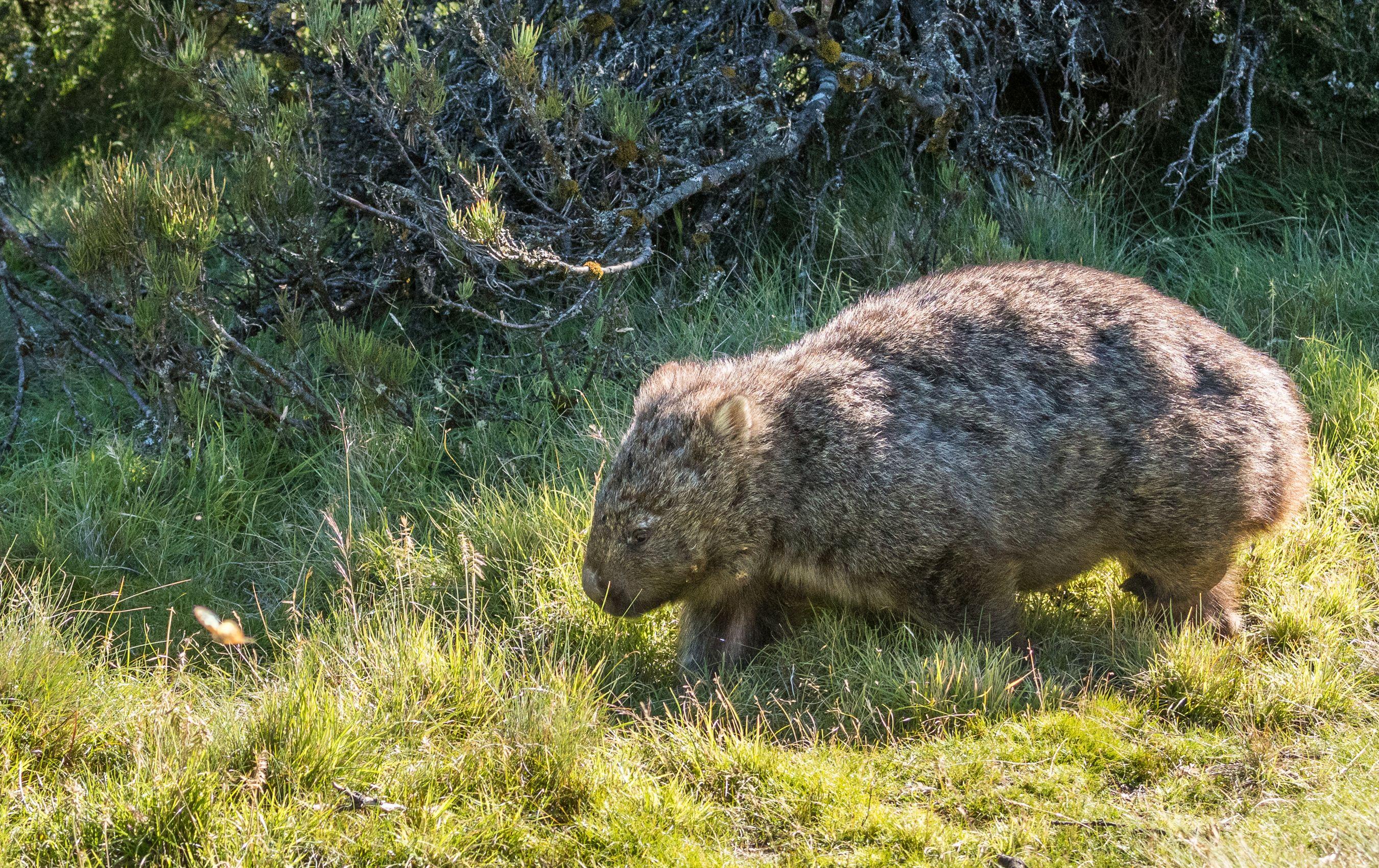 Wombat Wallpapers - Top Free Wombat Backgrounds - WallpaperAccess