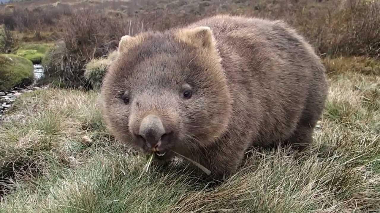 Wombat Wallpapers - Top Free Wombat Backgrounds - WallpaperAccess