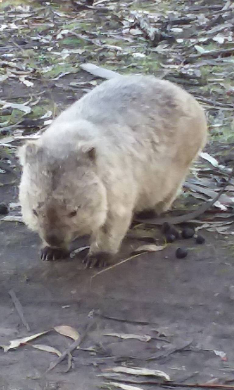 Wombat Wallpapers - Top Free Wombat Backgrounds - WallpaperAccess