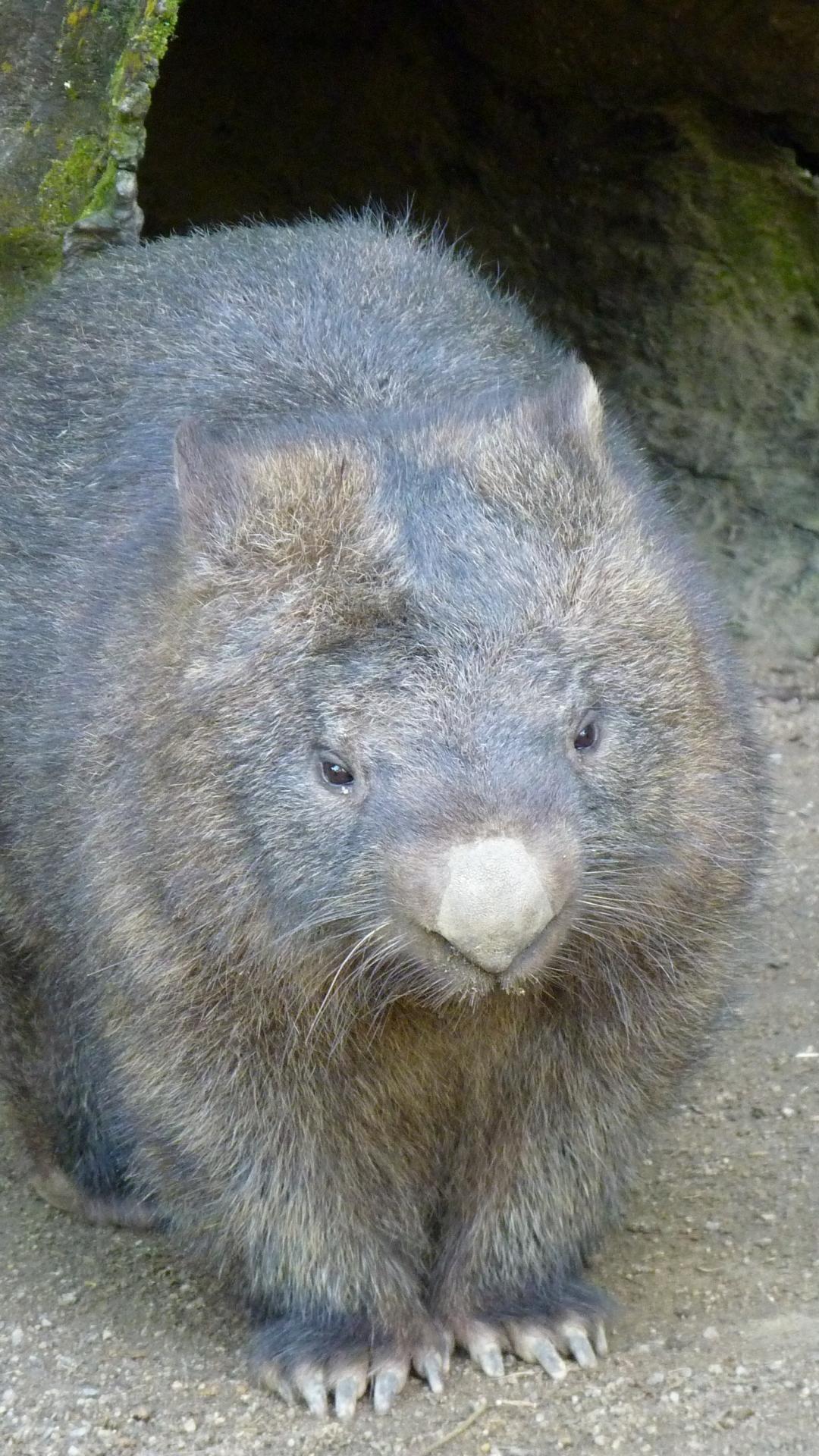 Wombat Wallpapers - Top Free Wombat Backgrounds - WallpaperAccess