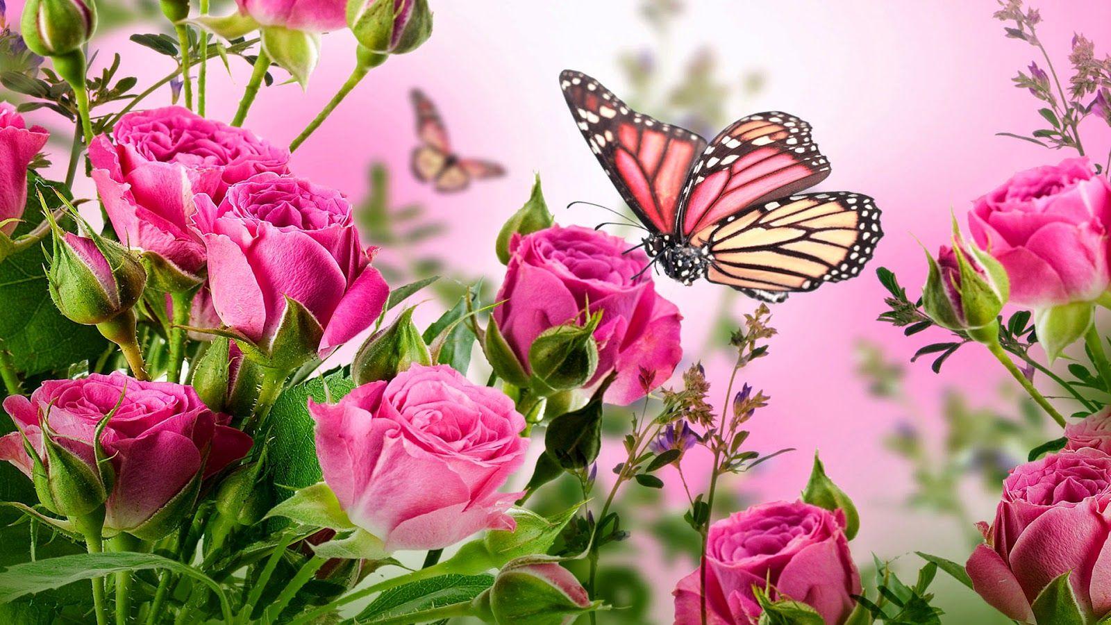 Pink Butterfly Desktop Wallpapers - Top Free Pink Butterfly Desktop ...