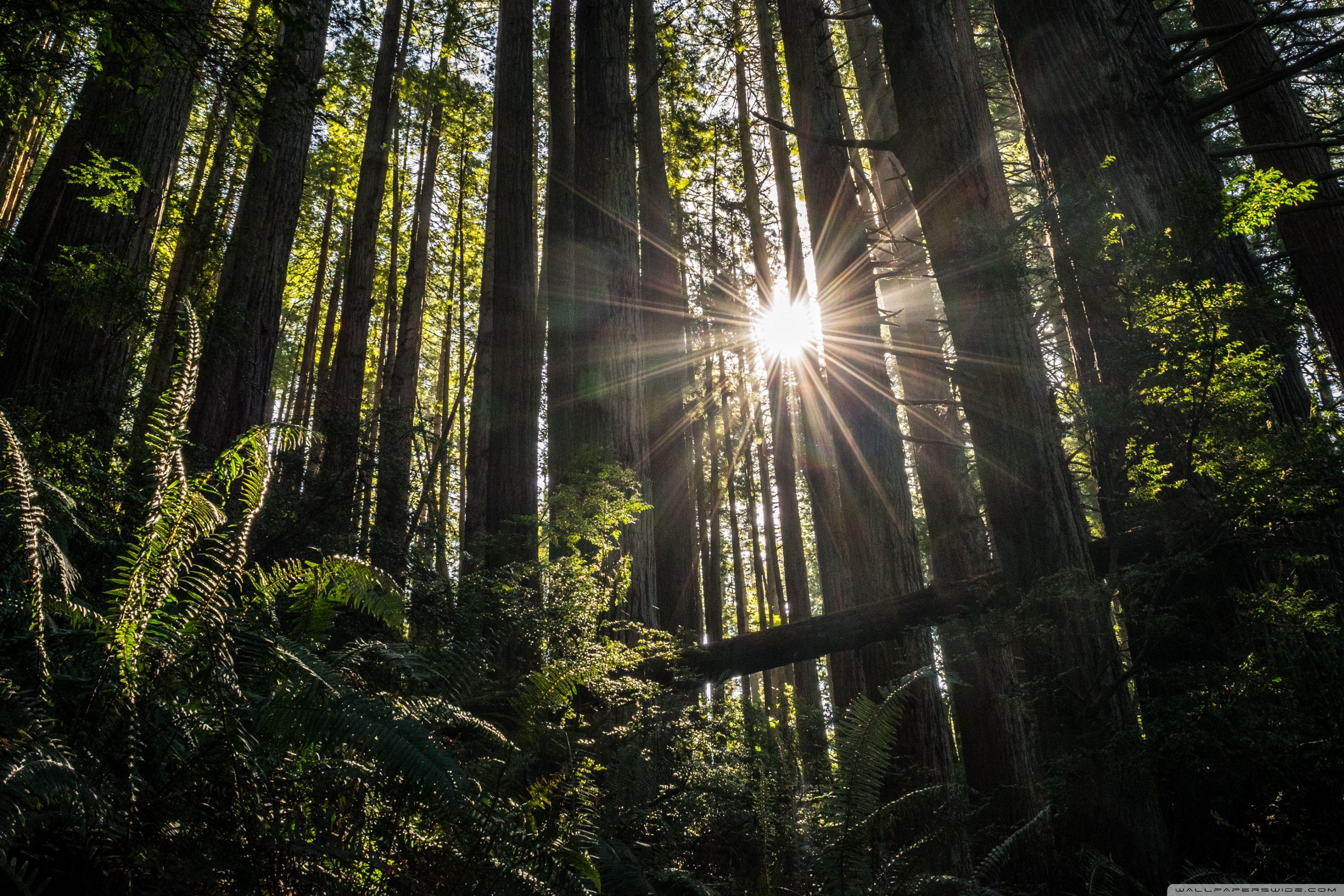 Redwoods Wallpapers - Top Free Redwoods Backgrounds - WallpaperAccess