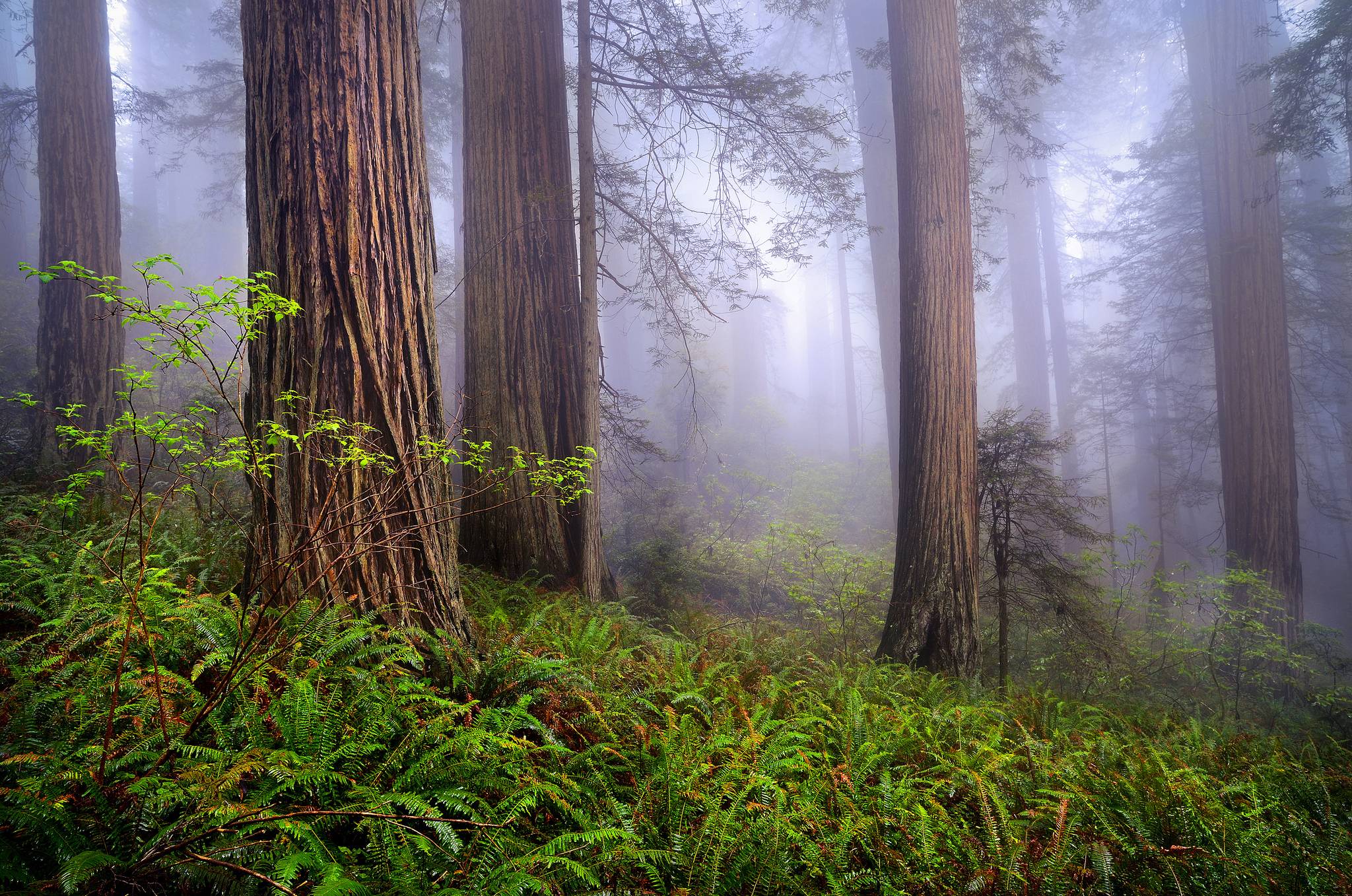 Redwoods Wallpapers - Top Free Redwoods Backgrounds - WallpaperAccess