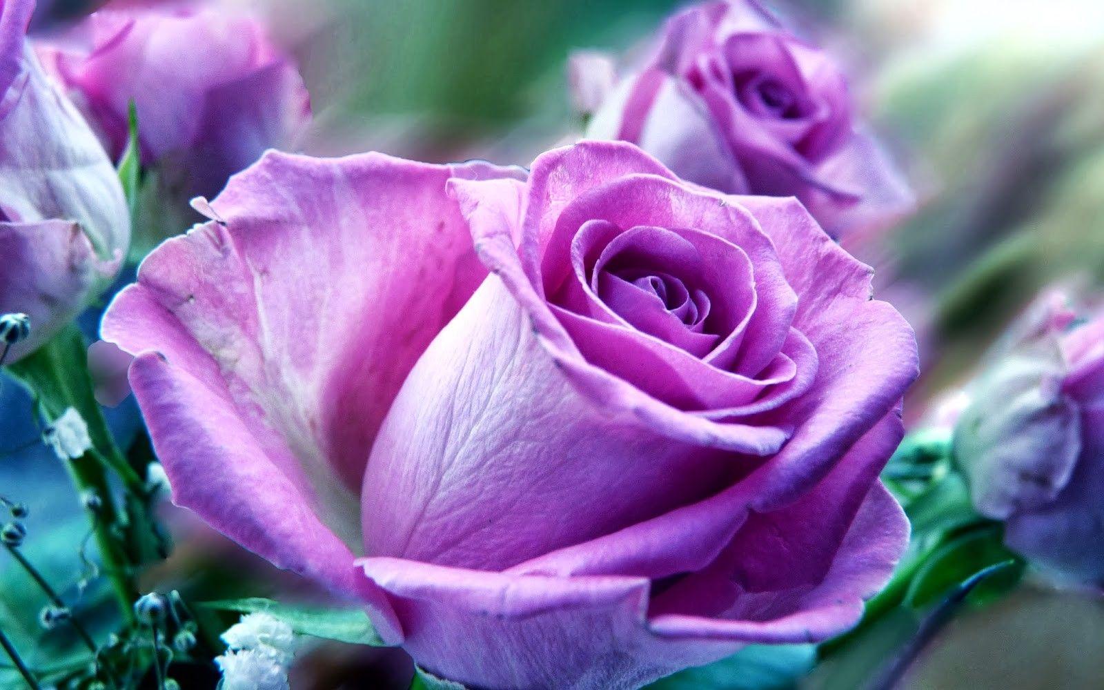 Lavender Rose Wallpapers - Top Free Lavender Rose Backgrounds ...