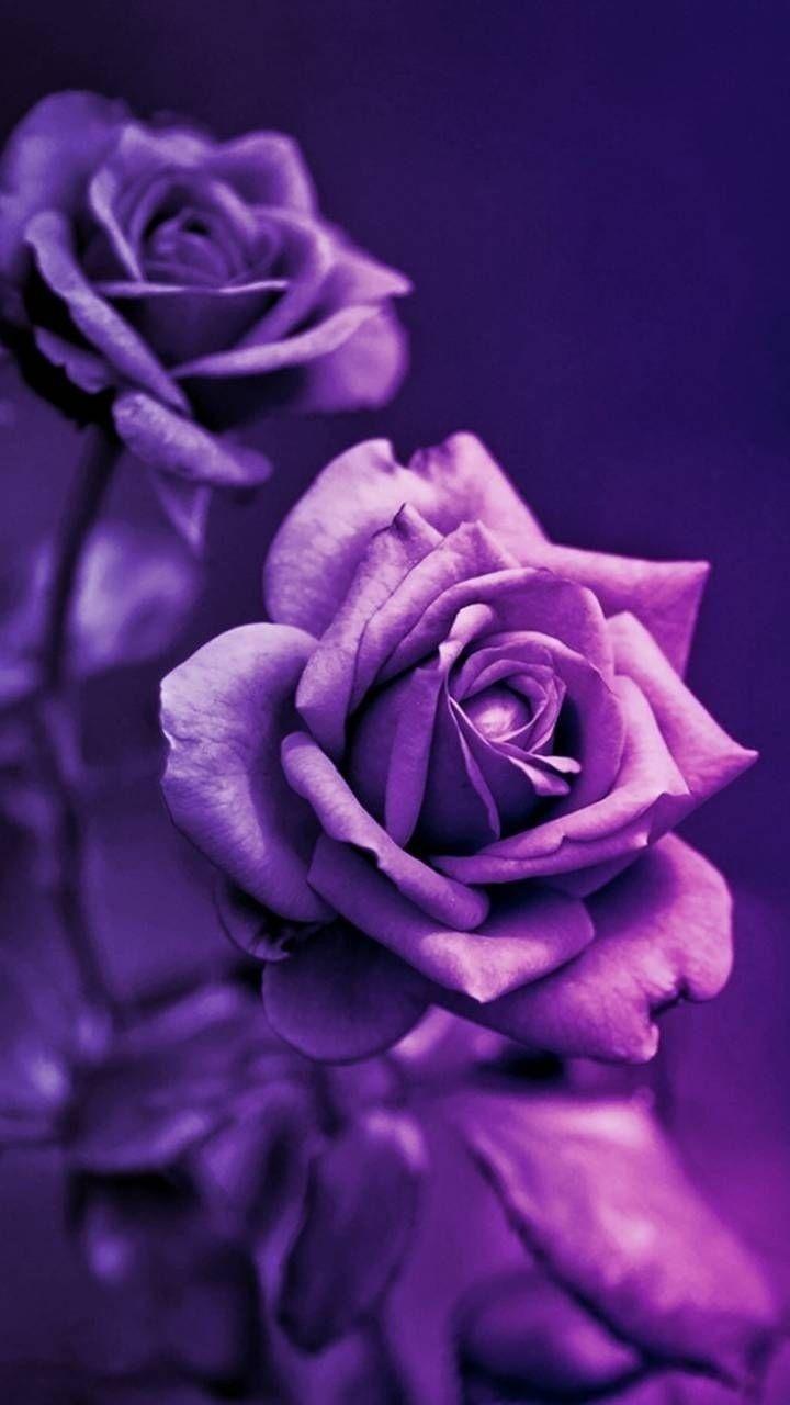 Lavender Rose Wallpapers - Top Free Lavender Rose Backgrounds ...