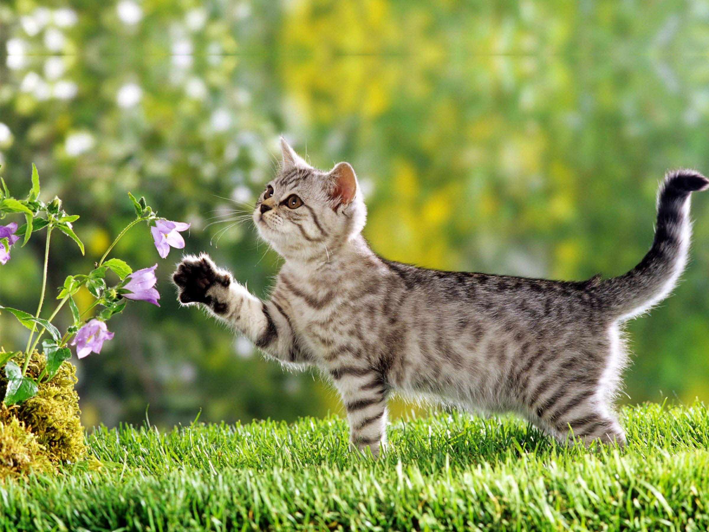 Beautiful Summer Cat Wallpapers - Top Free Beautiful Summer Cat ...