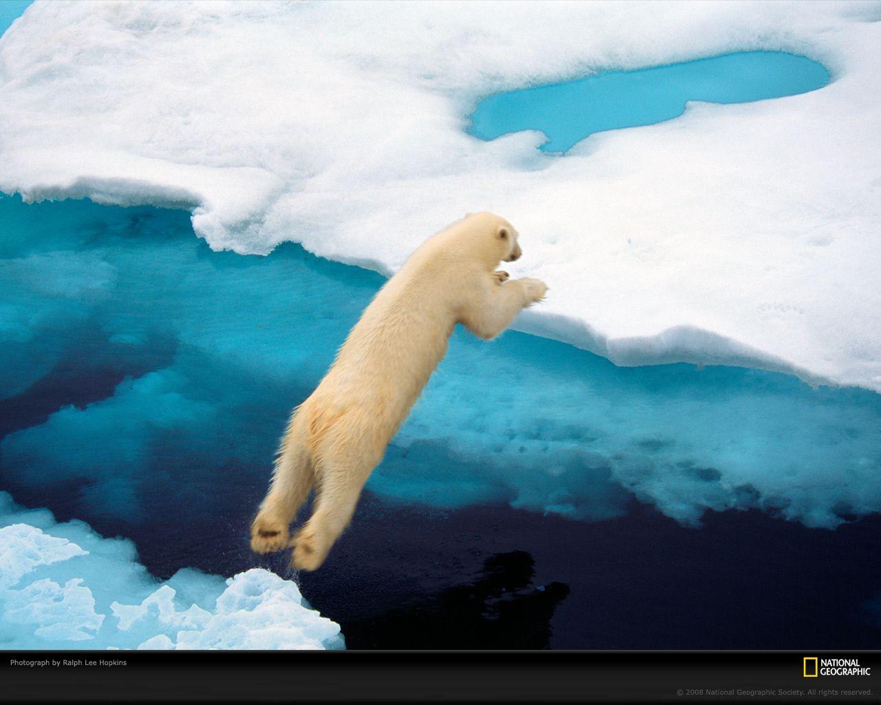 National Geographic Desktop Wallpapers - Top Free National Geographic ...