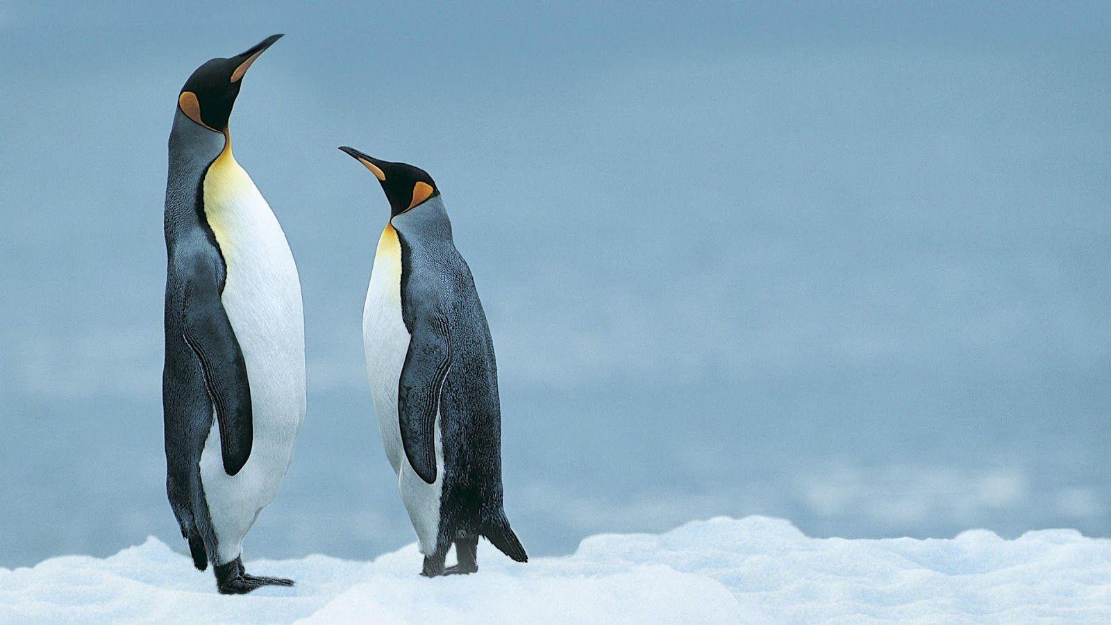 National Geographic 4K Wallpapers - Top Free National Geographic 4K ...