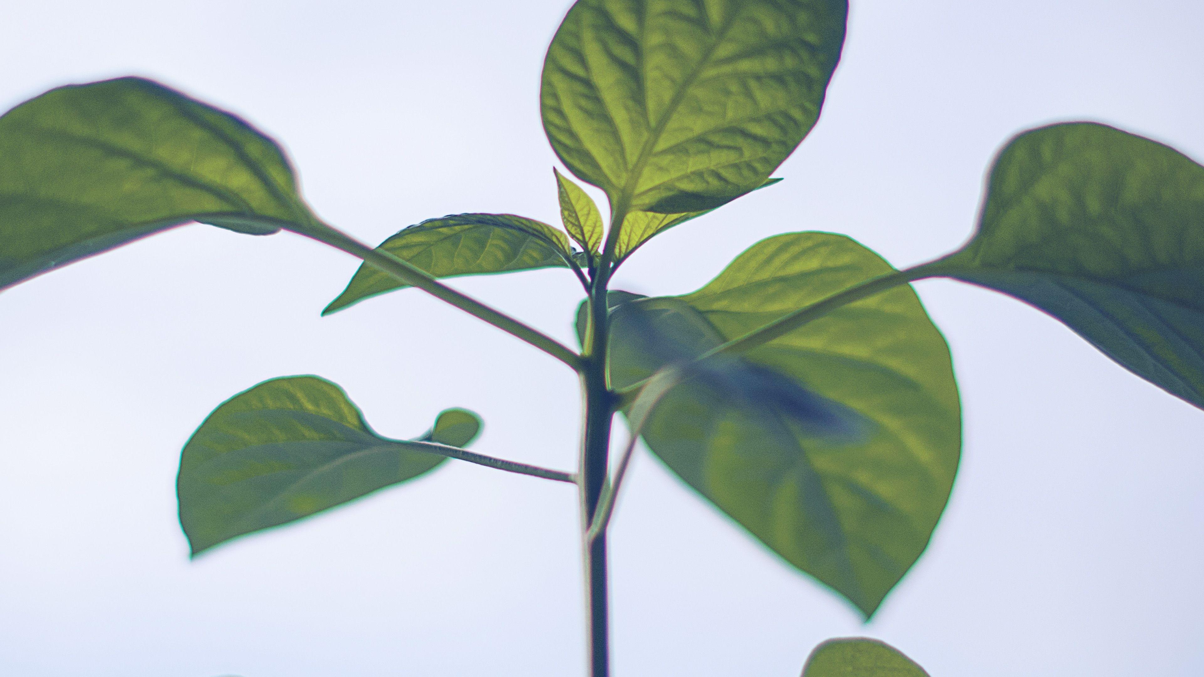 Plant Minimal Desktop Wallpapers - Top Free Plant Minimal Desktop ...