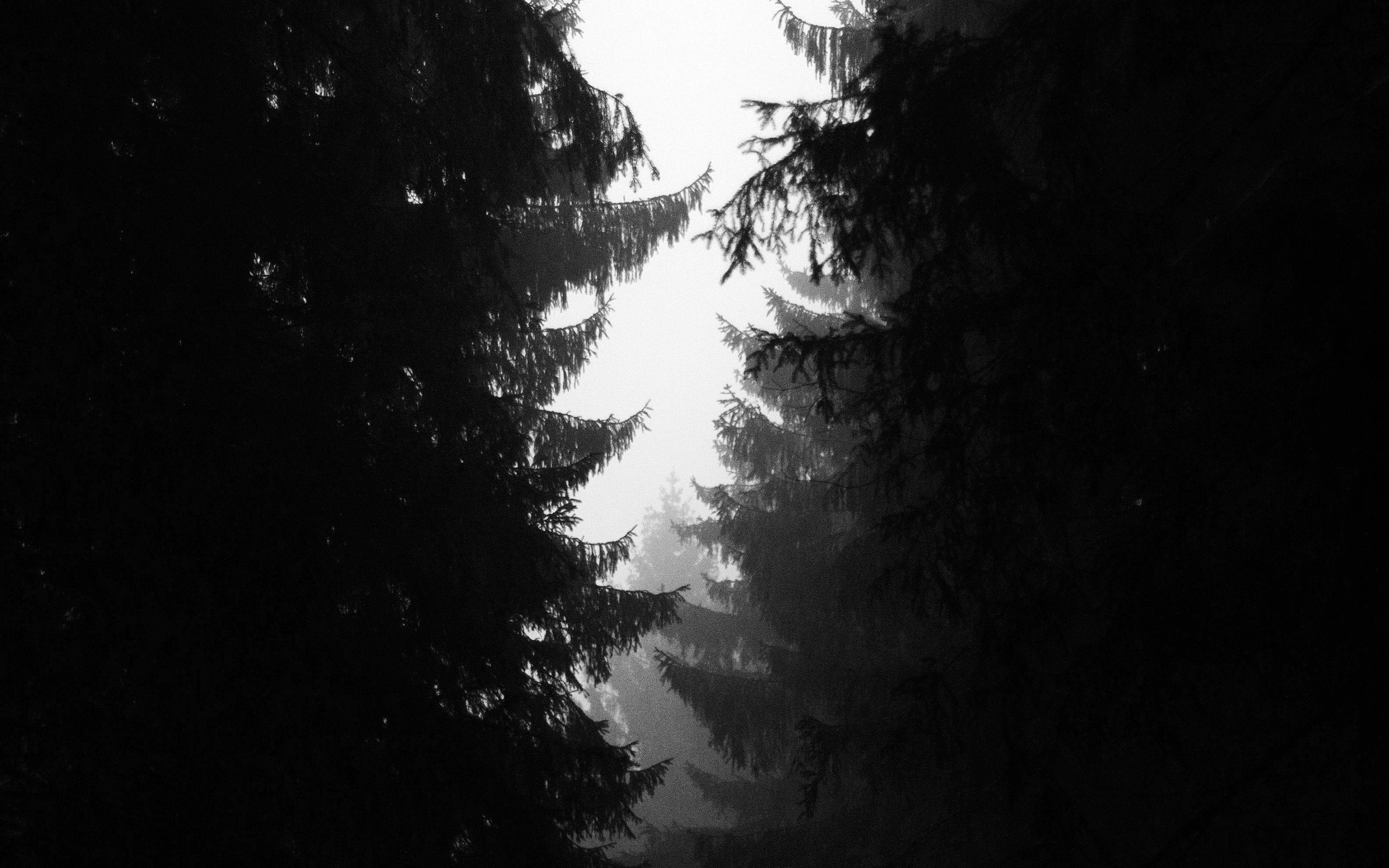 Simple Tree Wallpapers - Top Free Simple Tree Backgrounds - WallpaperAccess