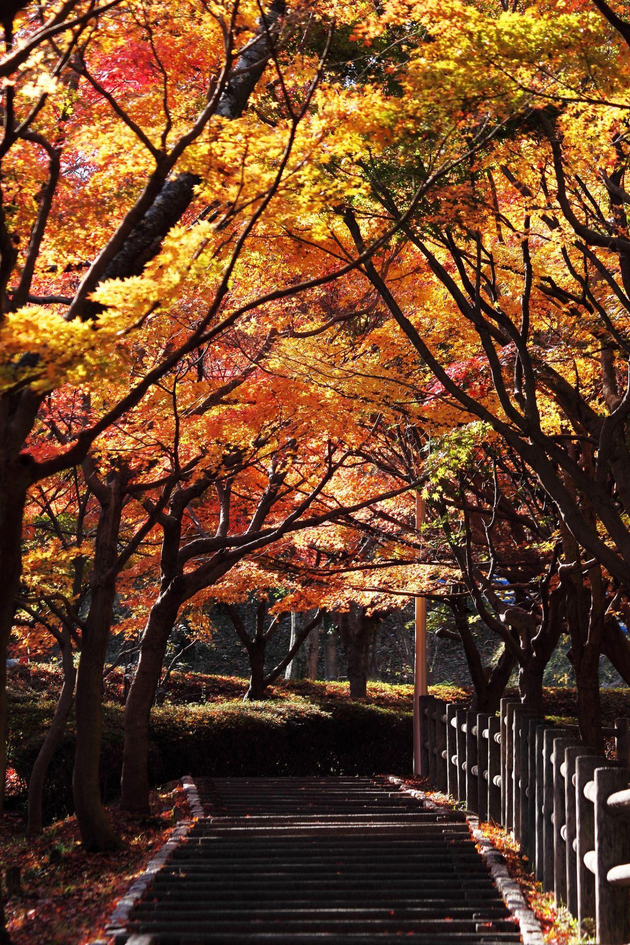 Fall Vibes Wallpapers - Top Free Fall Vibes Backgrounds - WallpaperAccess