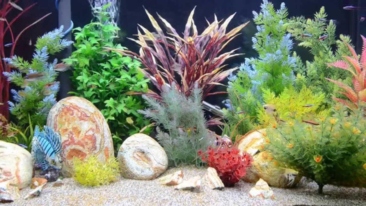 Tropical Aquarium Wallpapers - Top Free Tropical Aquarium Backgrounds ...