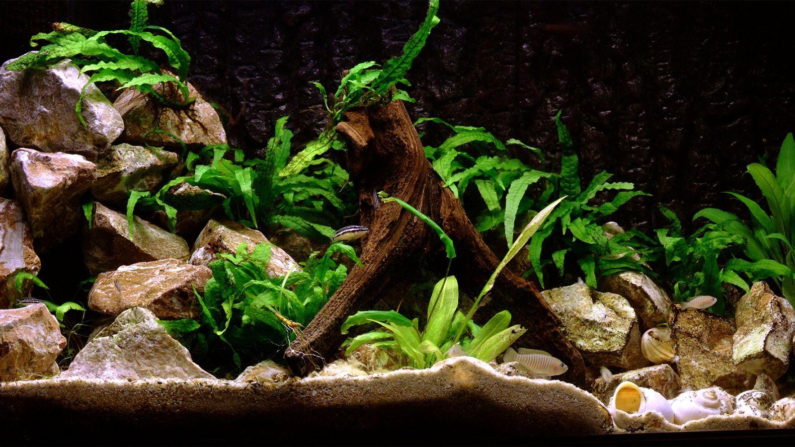 Tropical Aquarium Wallpapers - Top Free Tropical Aquarium Backgrounds ...