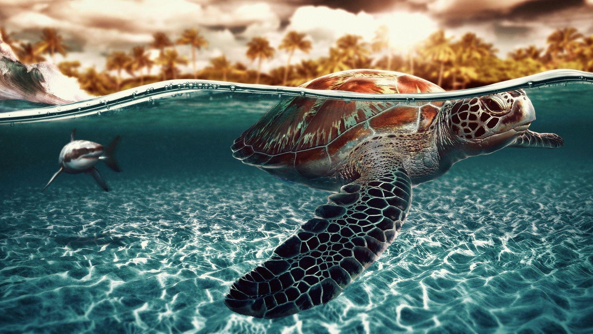 Sea Turtle 1920X1080 Wallpapers - Top Free Sea Turtle 1920X1080 ...