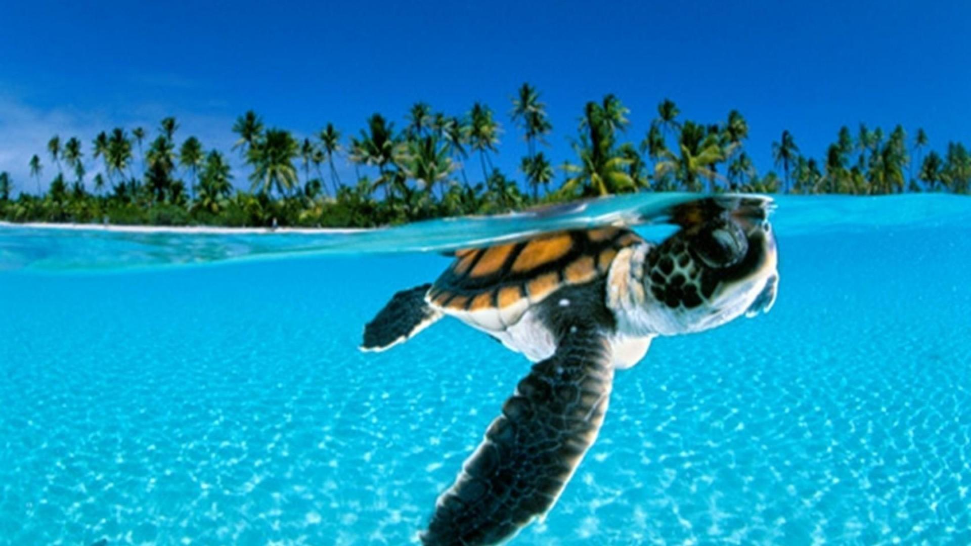 Sea Turtle 1920X1080 Wallpapers - Top Free Sea Turtle 1920X1080 ...