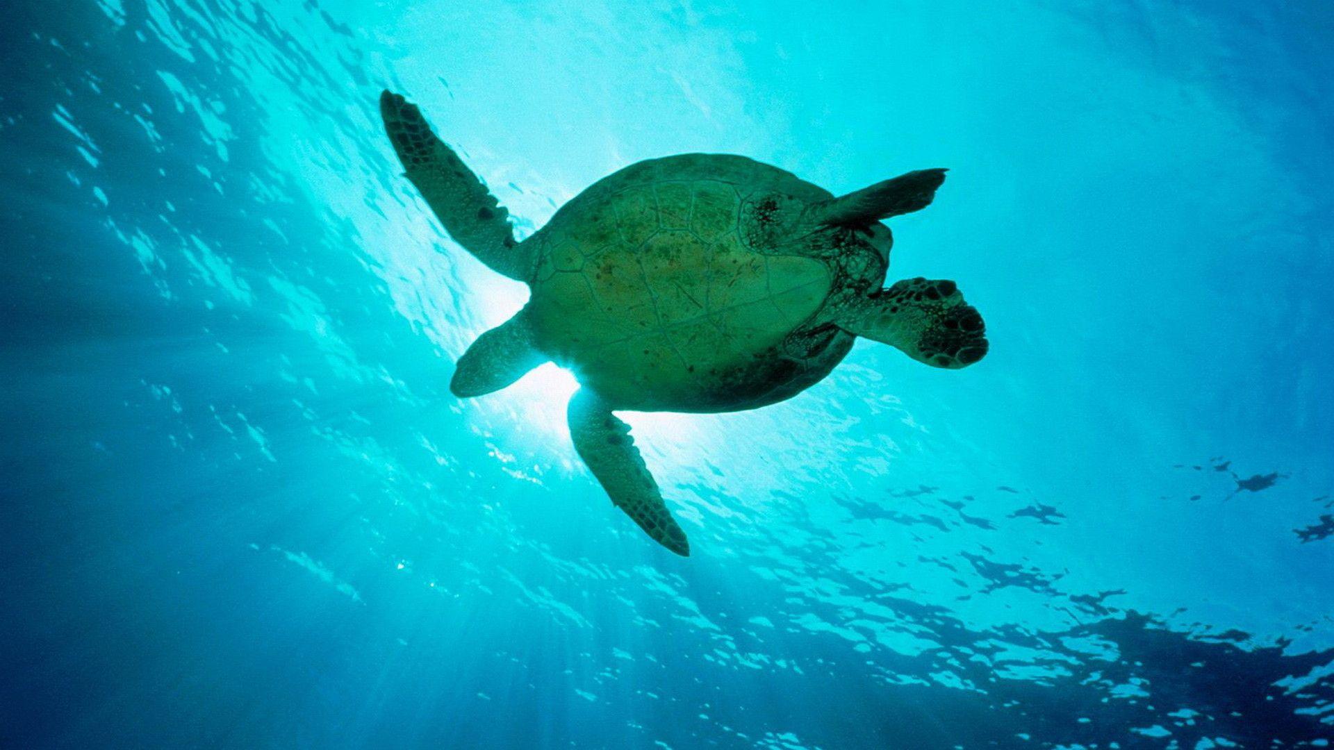 Sea Turtle 1920X1080 Wallpapers - Top Free Sea Turtle 1920X1080 ...
