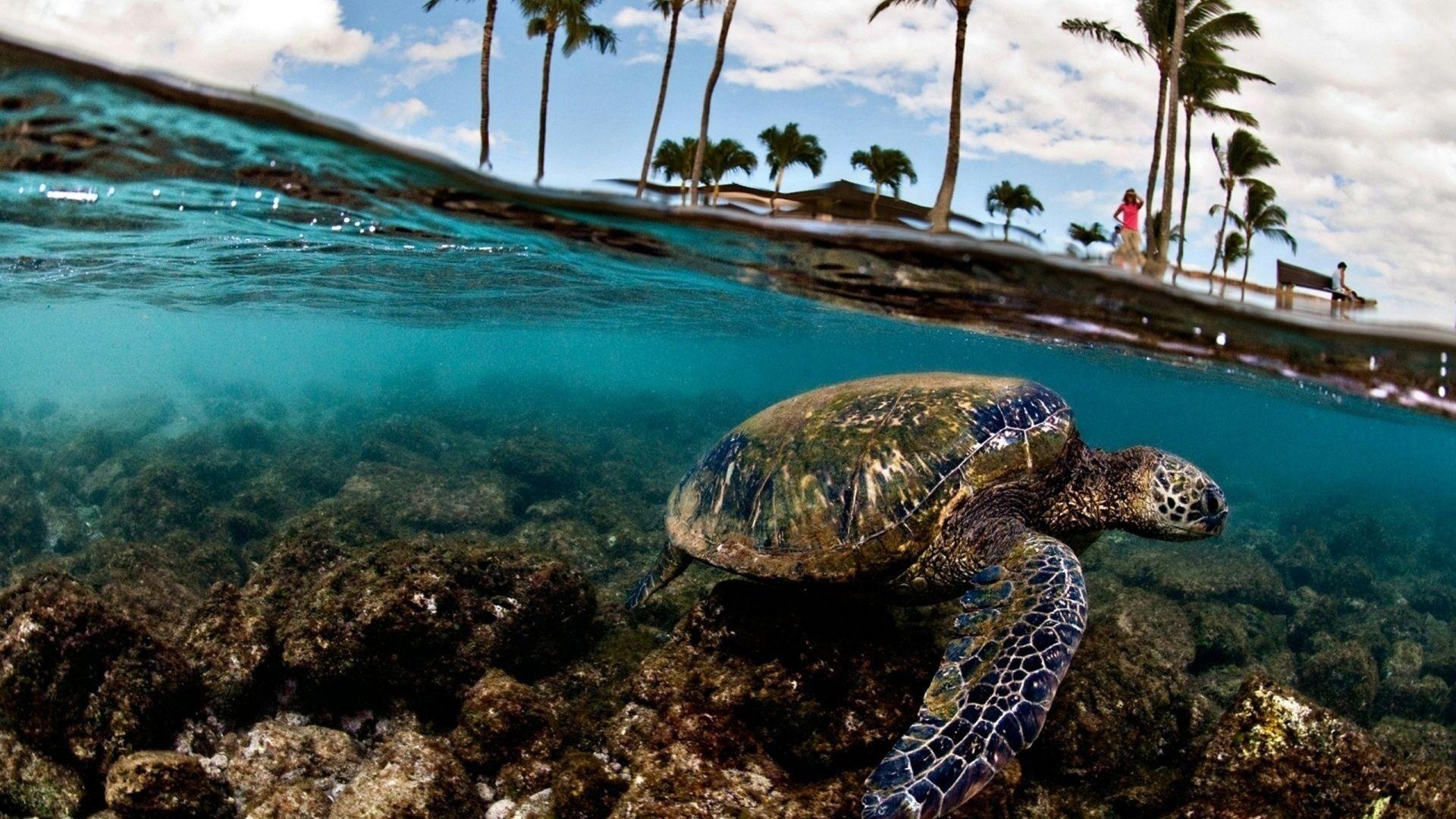 Sea Turtle 1920X1080 Wallpapers - Top Free Sea Turtle 1920X1080 ...