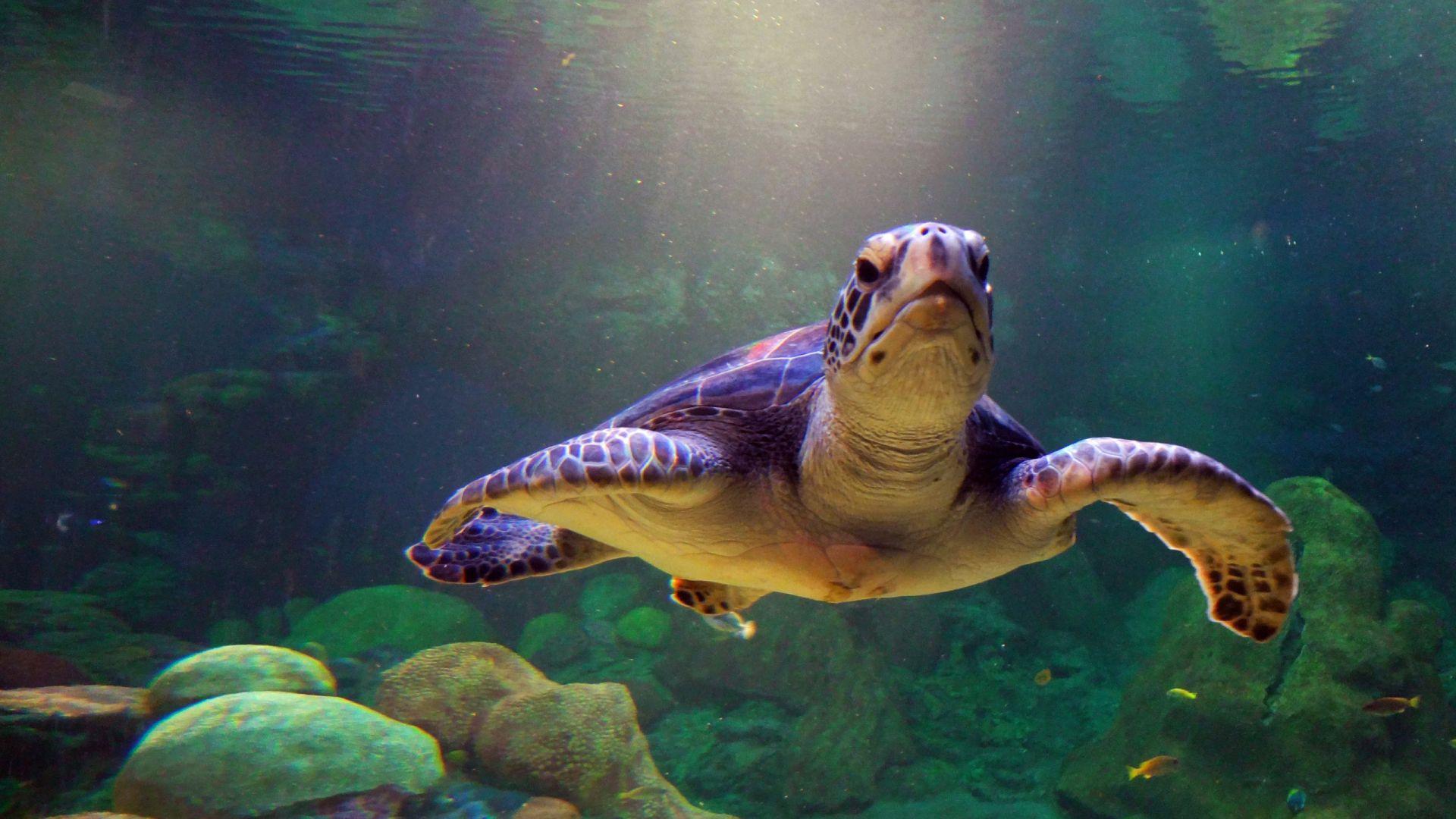 Sea Turtle 1920X1080 Wallpapers - Top Free Sea Turtle 1920X1080 ...