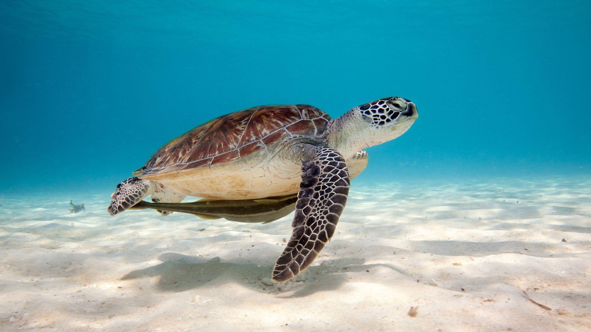 Sea Turtle 1920X1080 Wallpapers - Top Free Sea Turtle 1920X1080 ...