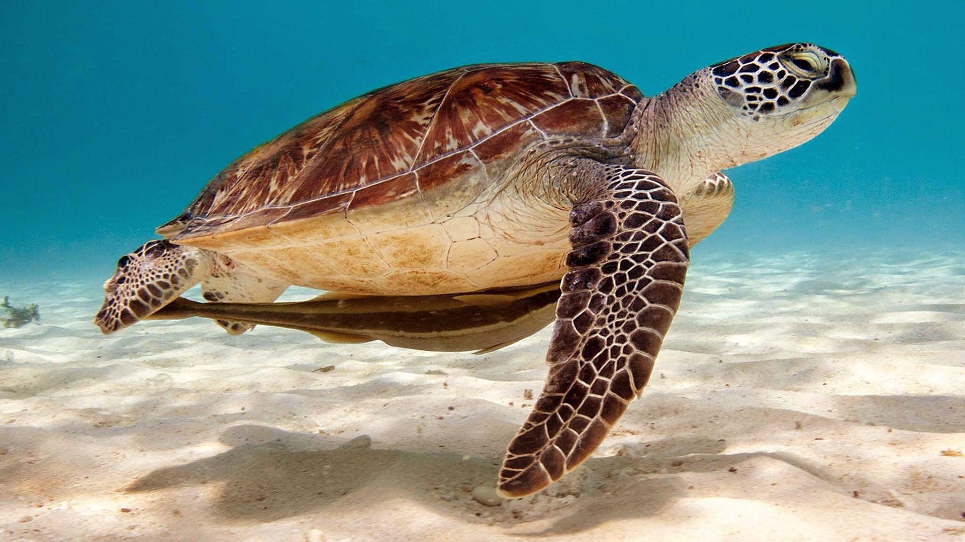 Sea Turtle 1920X1080 Wallpapers - Top Free Sea Turtle 1920X1080 Backgrounds - WallpaperAccess