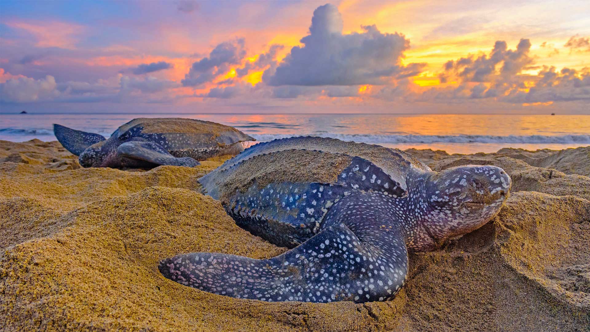 Sea Turtle 1920X1080 Wallpapers - Top Free Sea Turtle 1920X1080 Backgrounds - WallpaperAccess