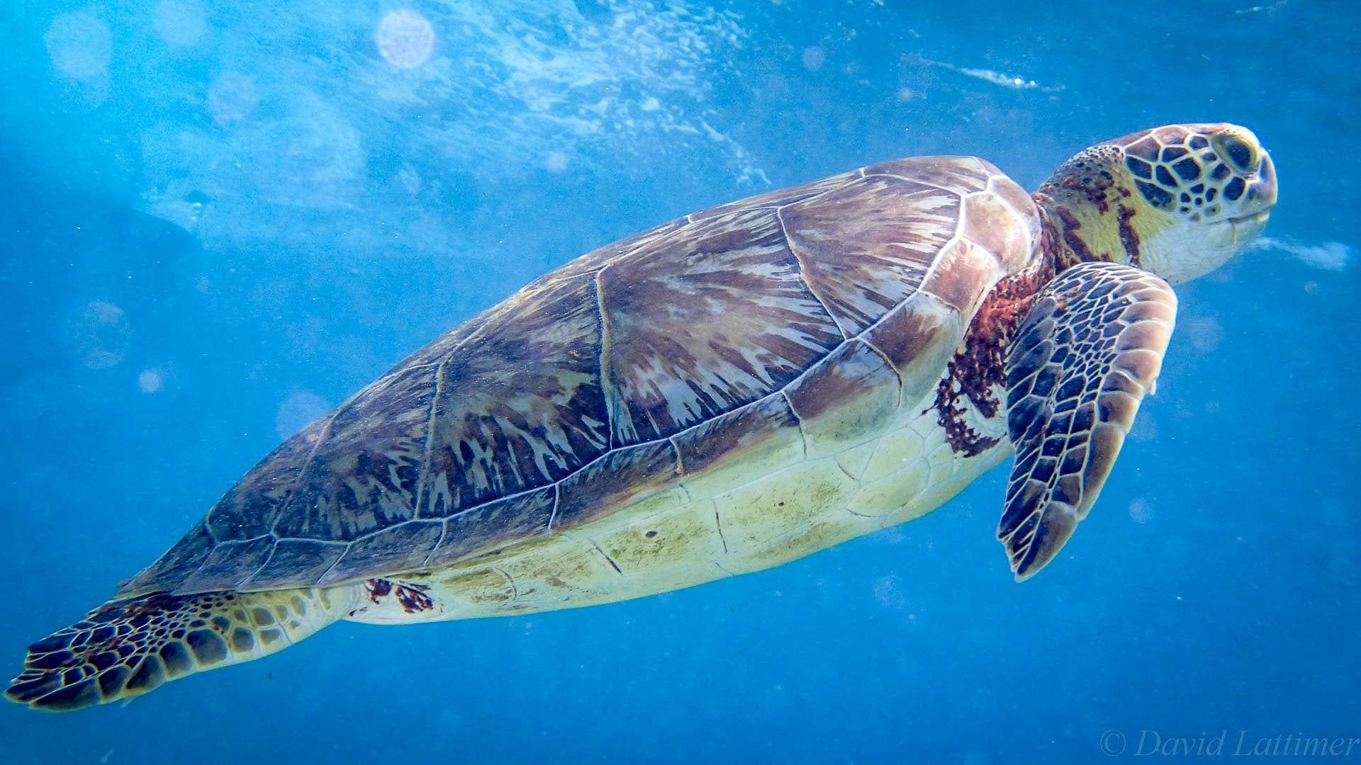 Sea Turtle 1920X1080 Wallpapers - Top Free Sea Turtle 1920X1080 Backgrounds - WallpaperAccess