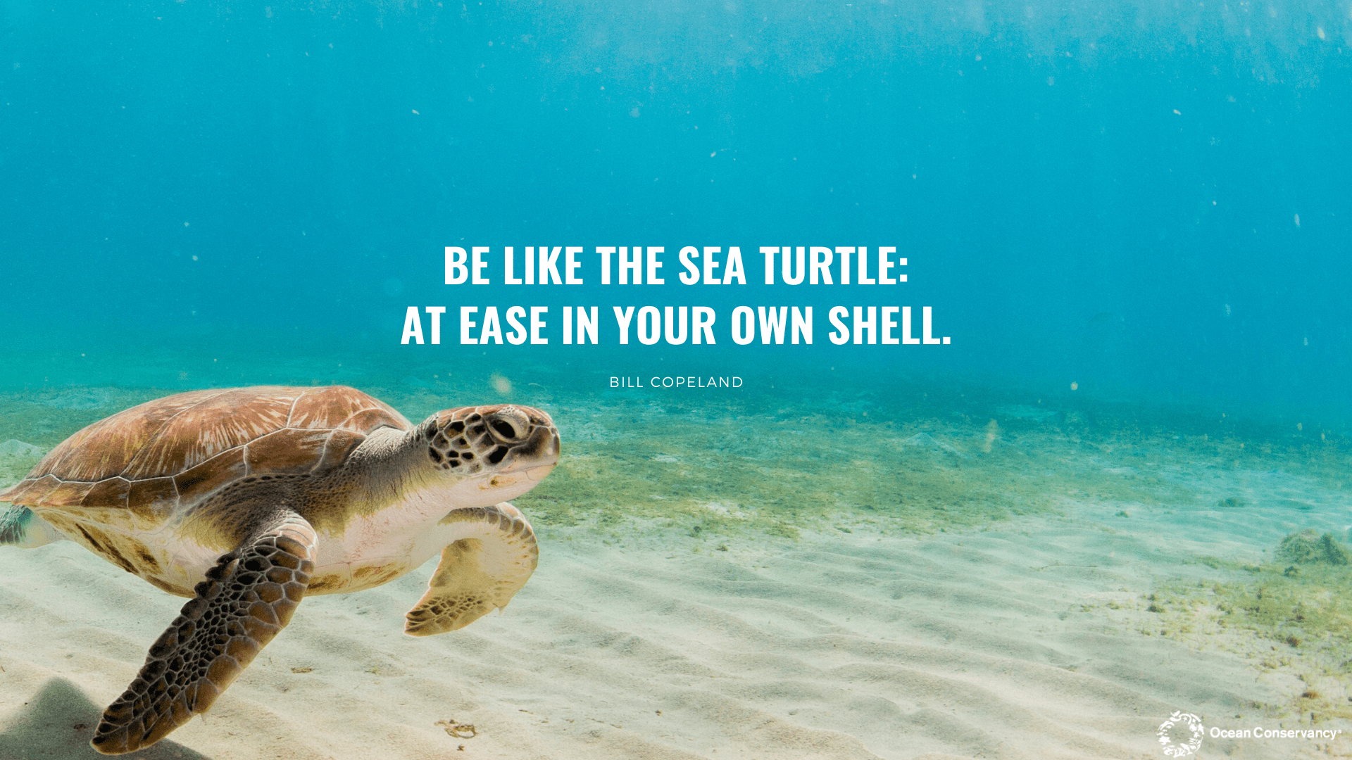 Sea Turtle 1920X1080 Wallpapers - Top Free Sea Turtle 1920X1080 Backgrounds - WallpaperAccess