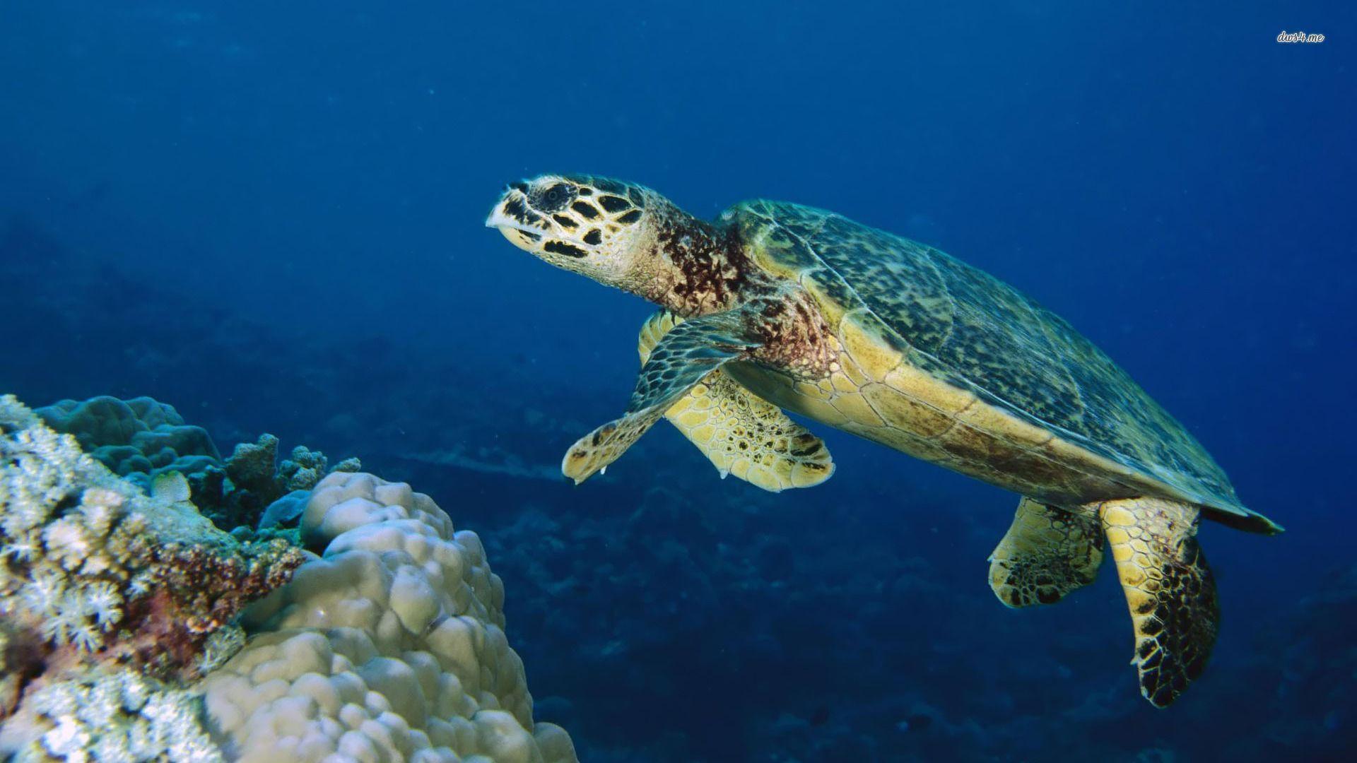 Sea Turtle 1920X1080 Wallpapers - Top Free Sea Turtle 1920X1080 Backgrounds - WallpaperAccess