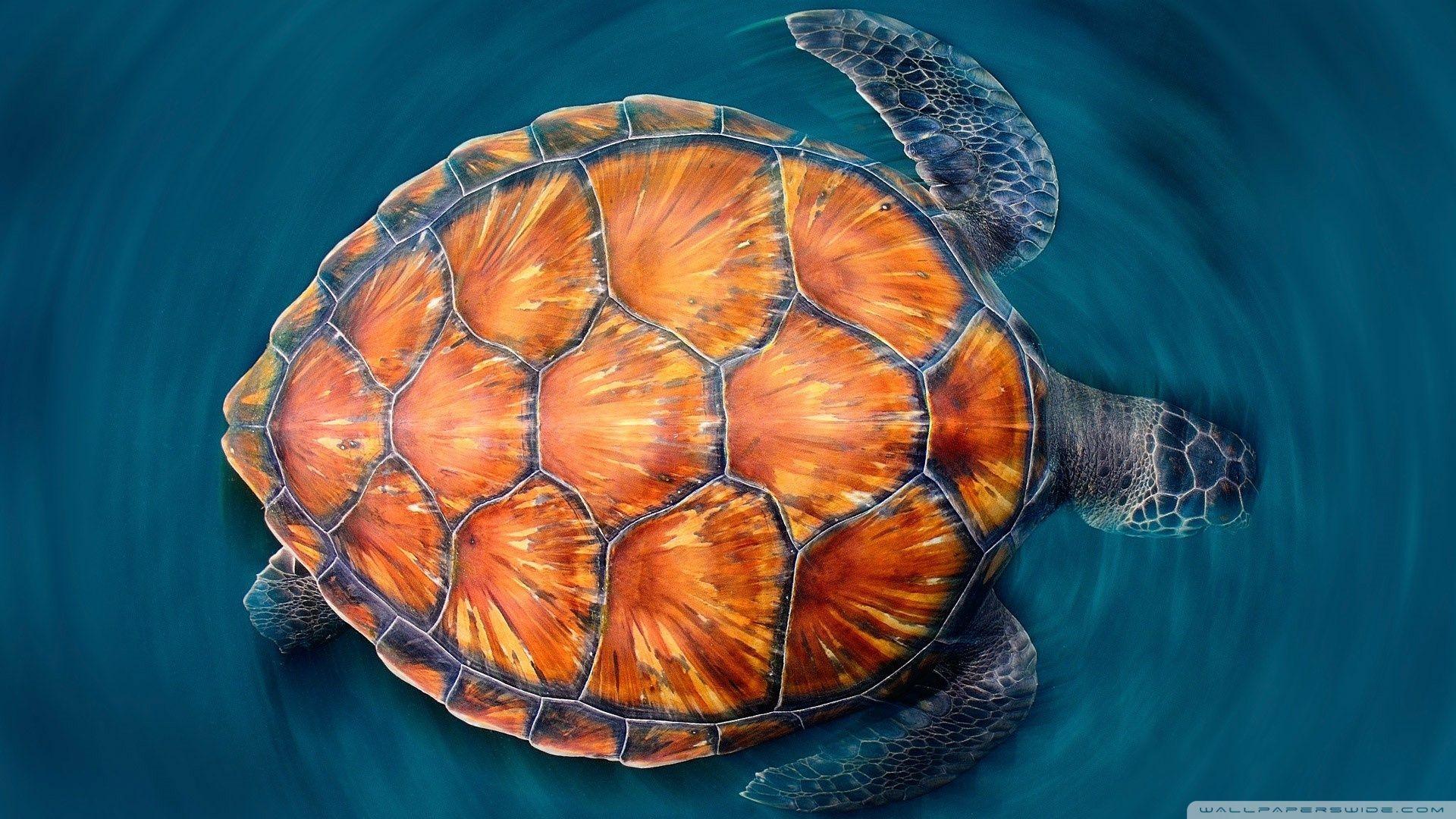 Sea Turtle 1920X1080 Wallpapers - Top Free Sea Turtle 1920X1080 ...