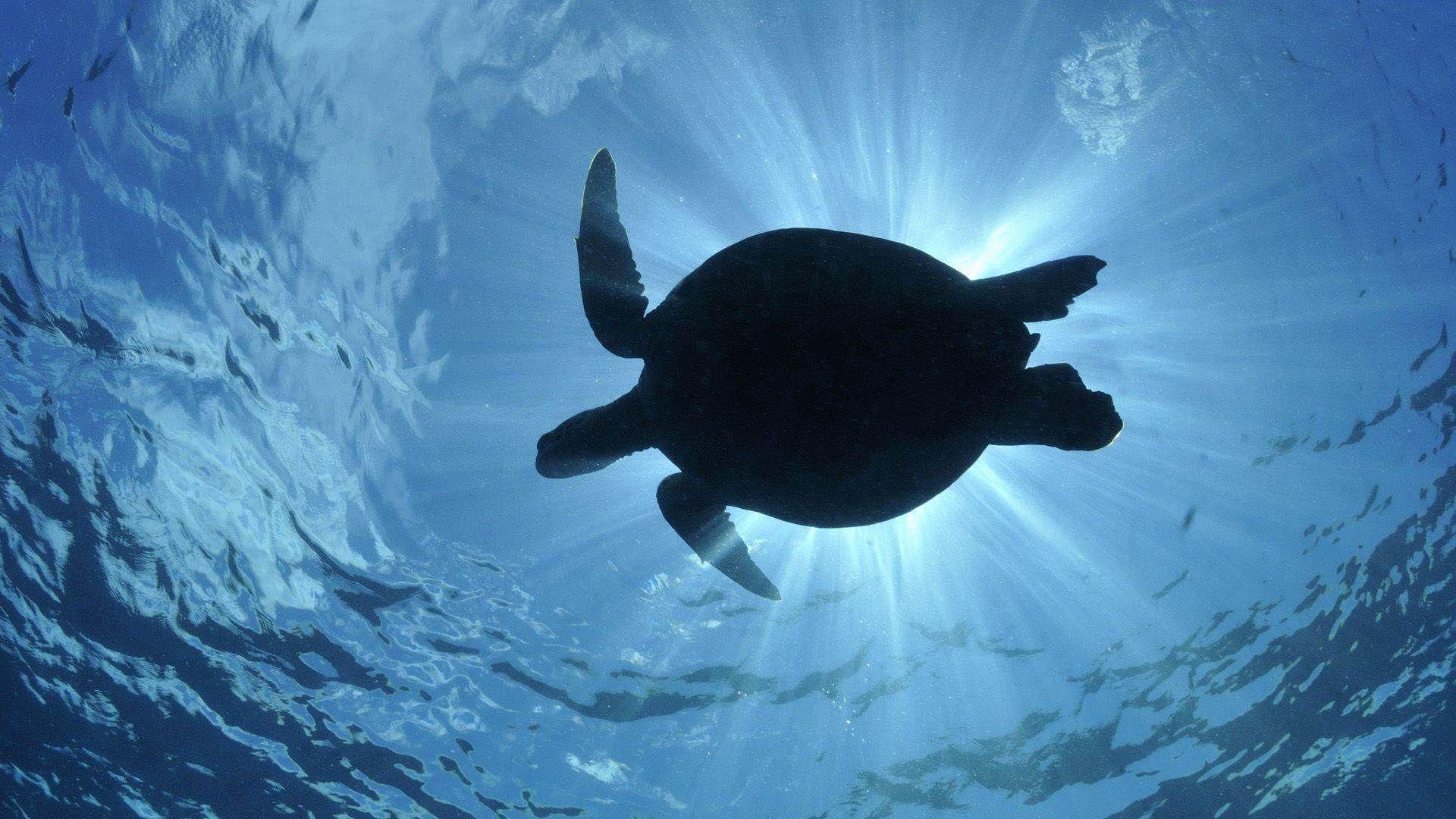 Sea Turtle 1920X1080 Wallpapers - Top Free Sea Turtle 1920X1080 ...