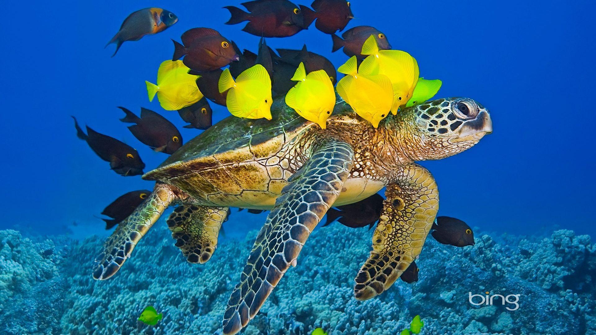 Sea Turtle 1920X1080 Wallpapers - Top Free Sea Turtle 1920X1080 ...