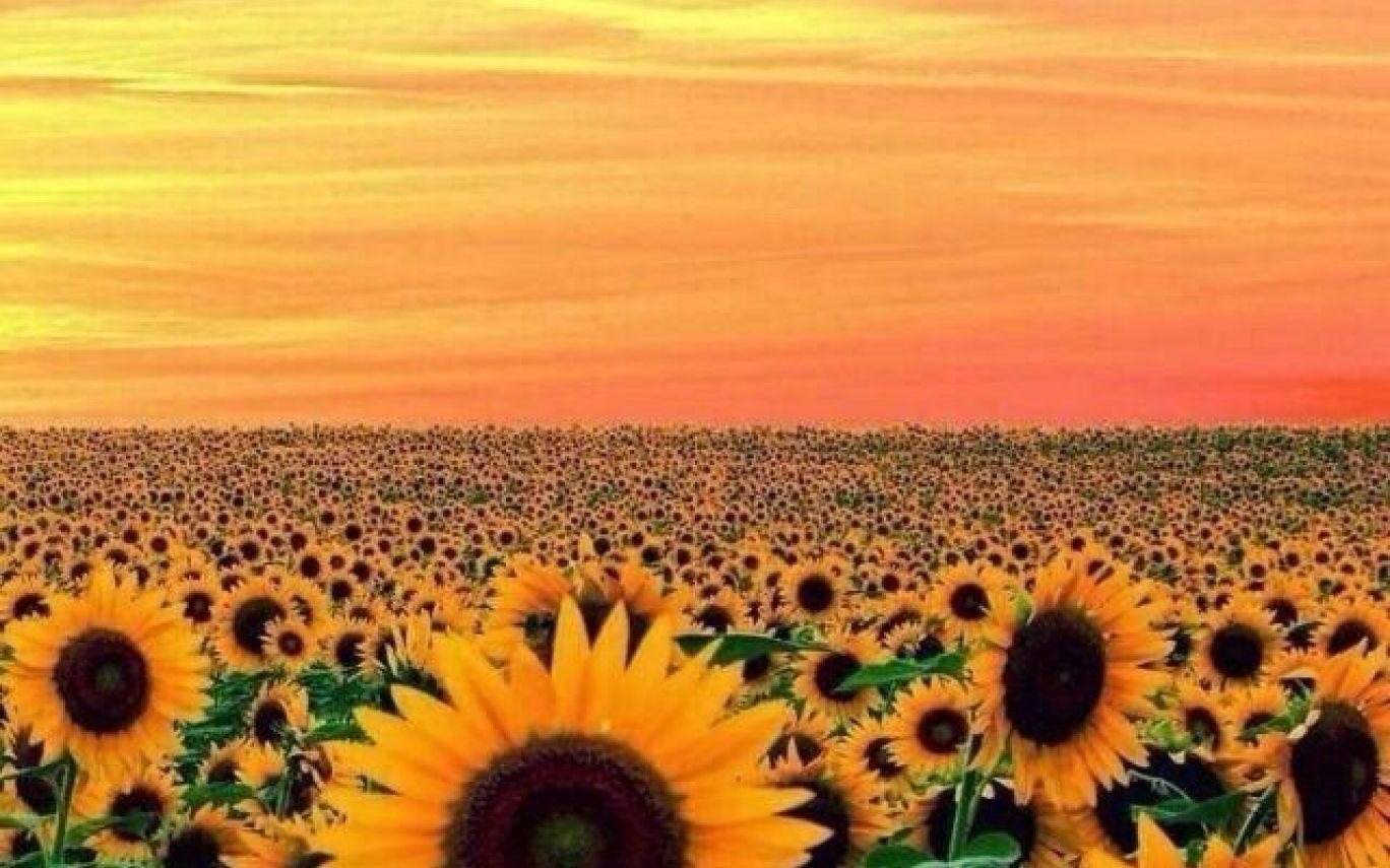 Yellow Tumblr Aesthetic Horizontal Wallpapers - Top Free Yellow Tumblr ...