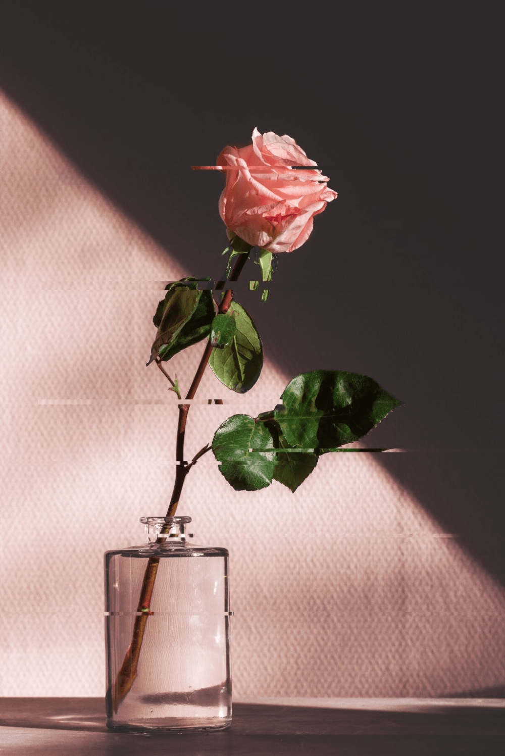 Rose Glitch Wallpapers - Top Free Rose Glitch Backgrounds - WallpaperAccess