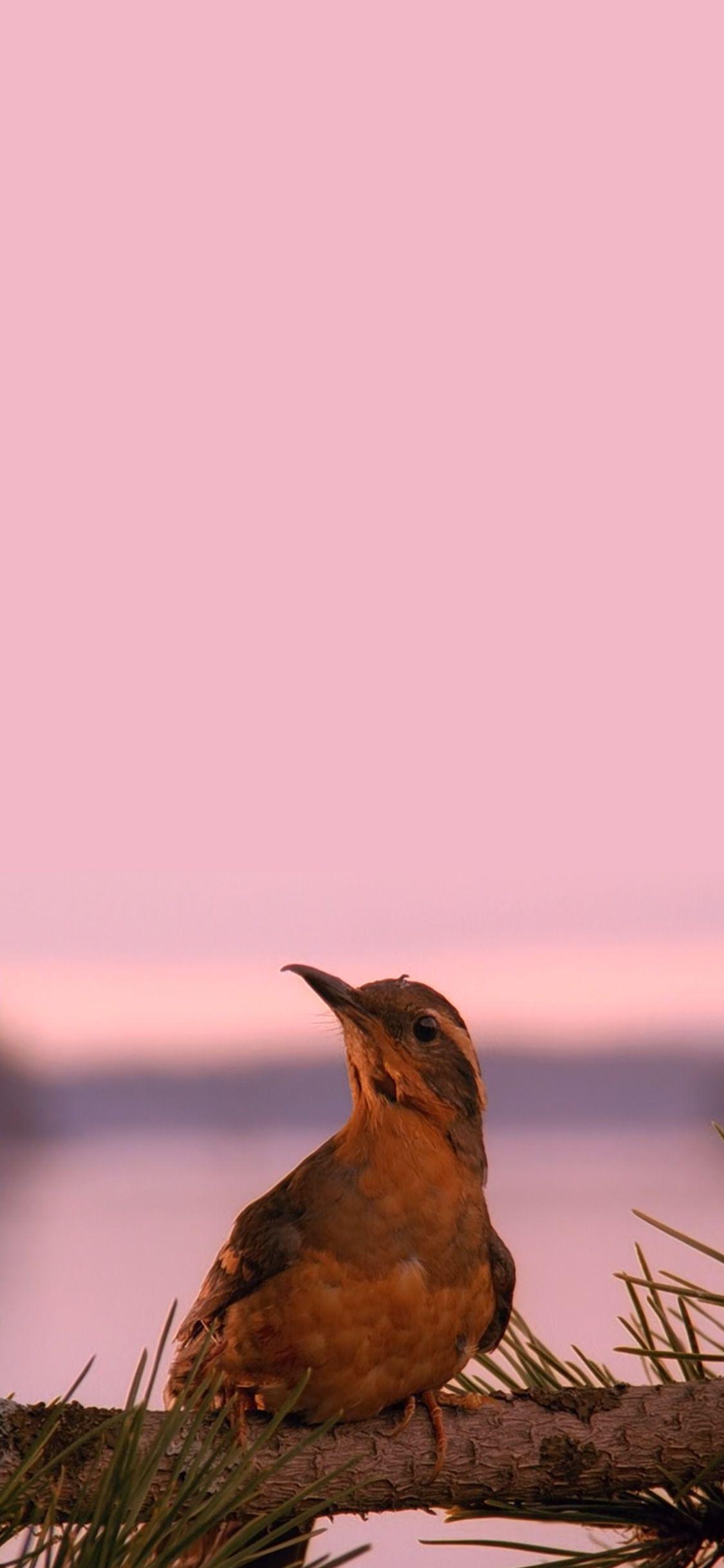 Birds Phone Wallpapers - Top Free Birds Phone Backgrounds - WallpaperAccess