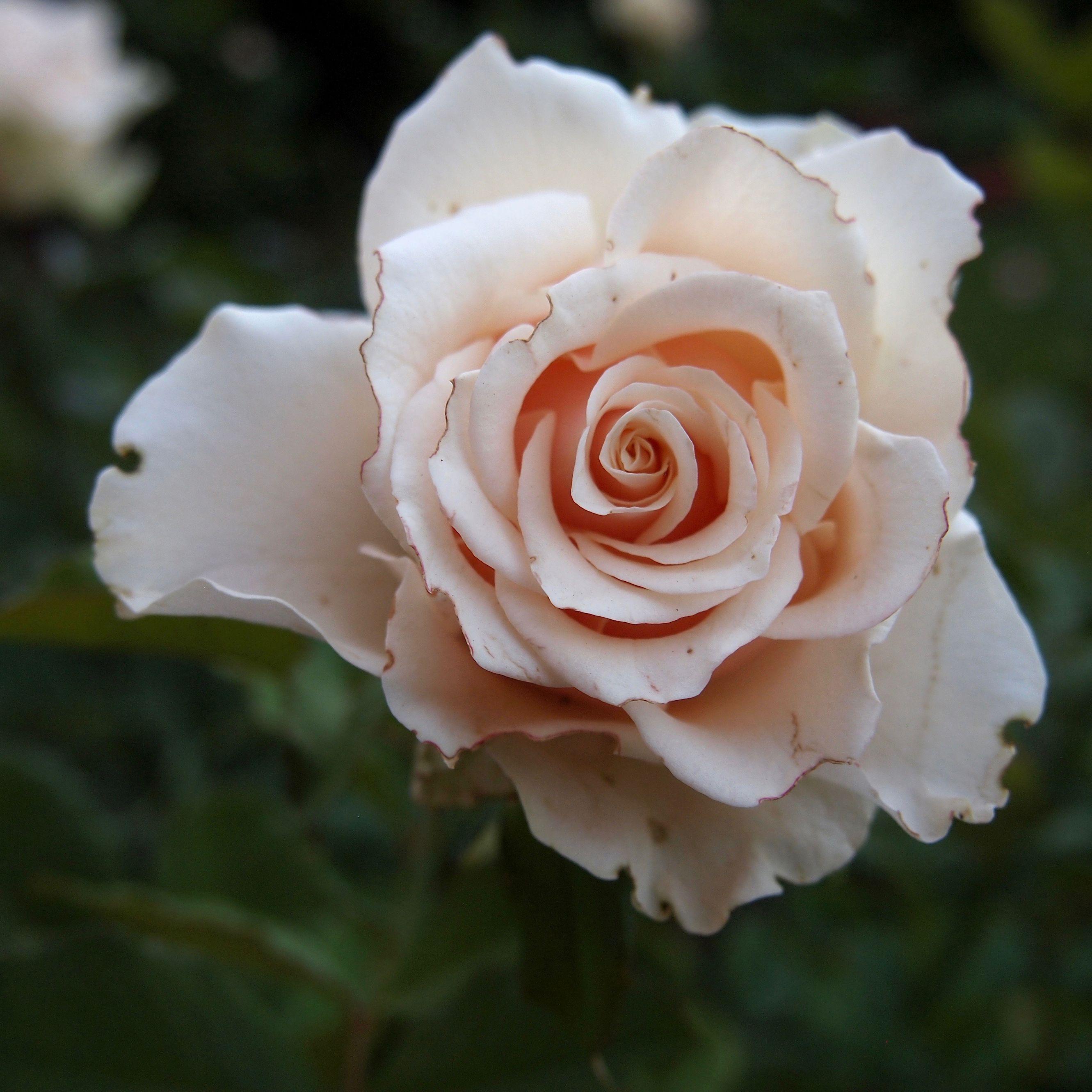 Rose Tablet Wallpapers - Top Free Rose Tablet Backgrounds - WallpaperAccess