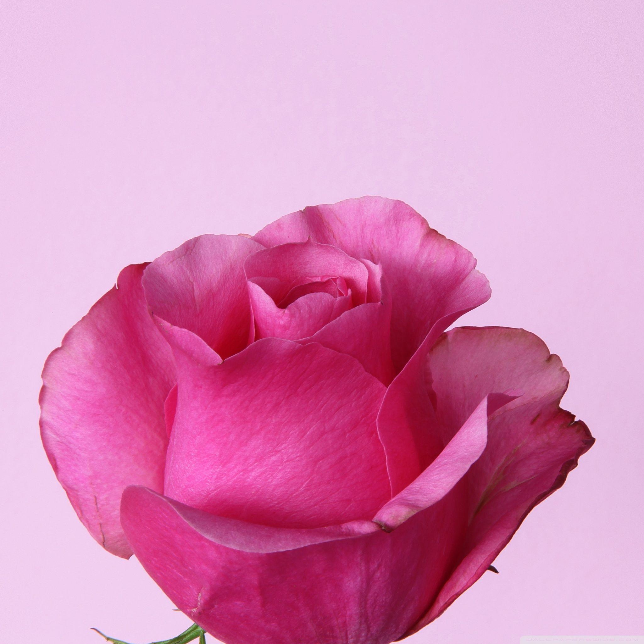 Rose Tablet Wallpapers - Top Free Rose Tablet Backgrounds - WallpaperAccess