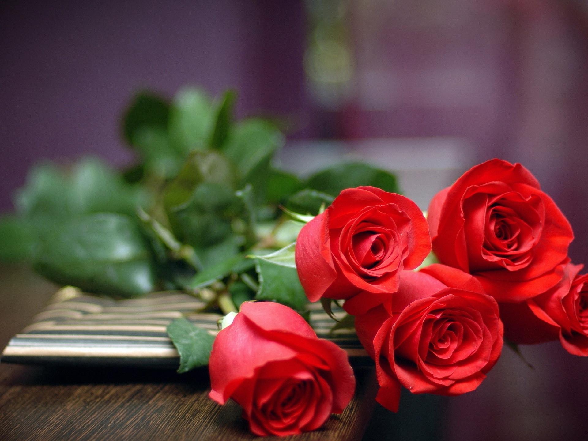 Red Rose Laptop Wallpapers - Top Free Red Rose Laptop Backgrounds ...