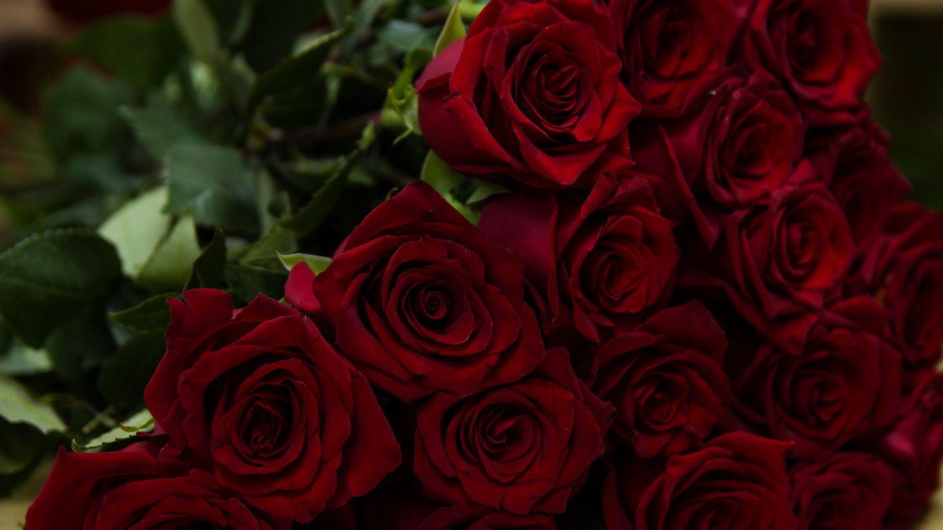 Red Roses Laptop Wallpapers - Top Free Red Roses Laptop Backgrounds ...
