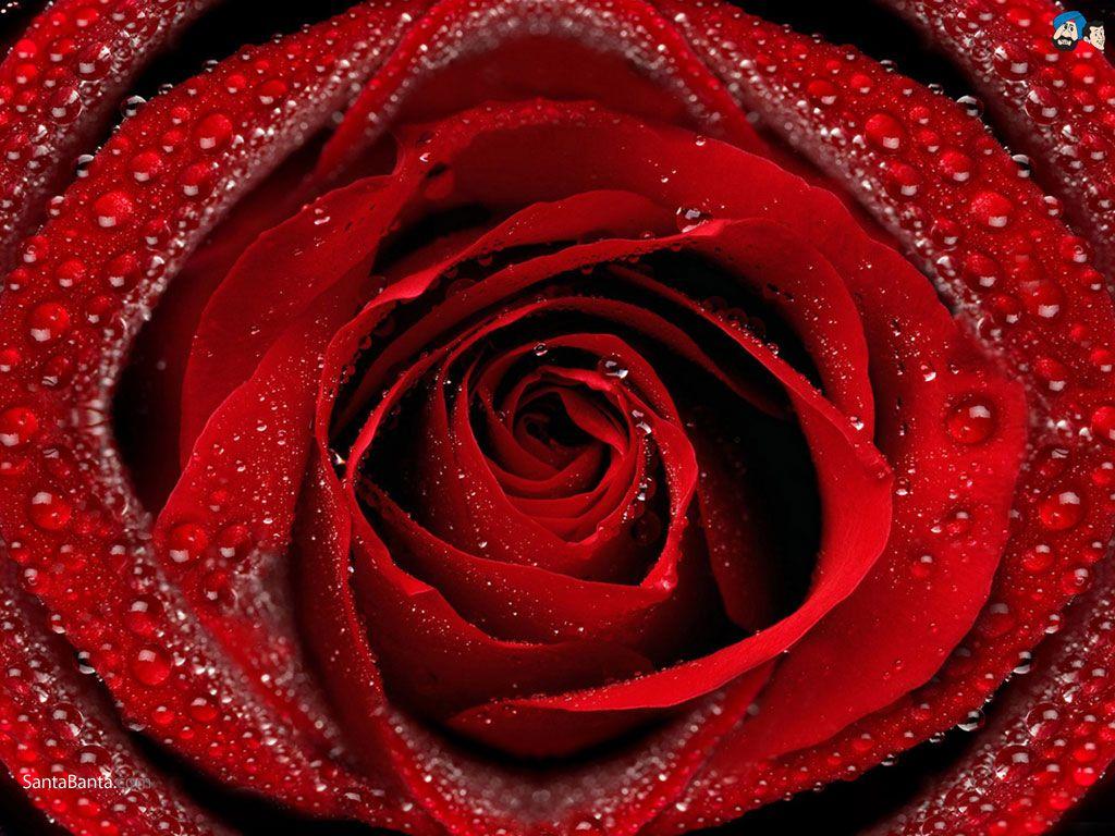 Rose Tablet Wallpapers - Top Free Rose Tablet Backgrounds - WallpaperAccess